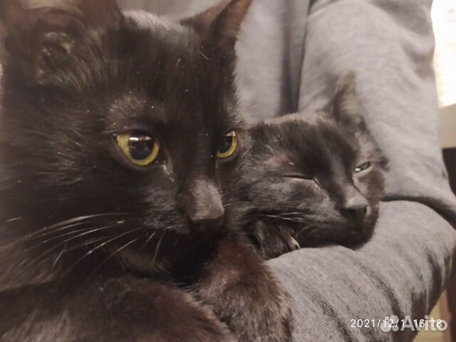 Кошки в добрые руки бесплатно
