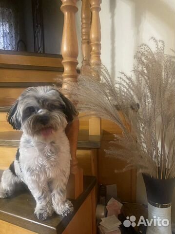 Вязка бивер мальчик