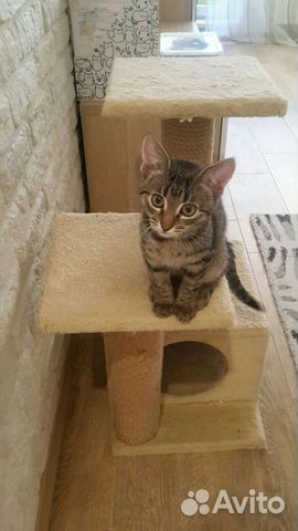 Котенок мальчик 3 месяца