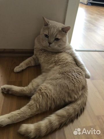 Отдам британца бесплатно