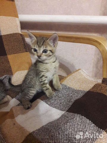 Котятки