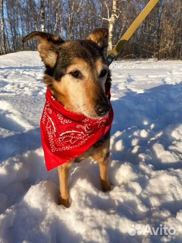 Собака Даша очень хочет домой