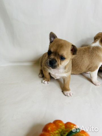 Щенки чихуахуа