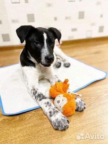 Пятнистый щеночек ищет дом