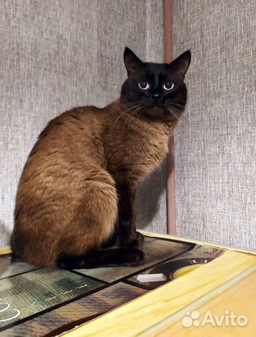 Тайский кот приглашает даму в гости