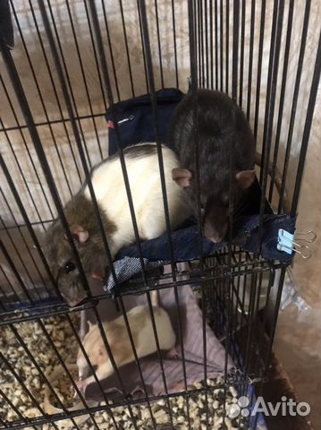 Крысы в дар