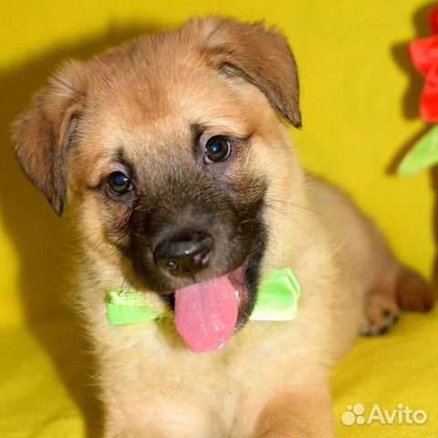 Щенок Мишутка в дар