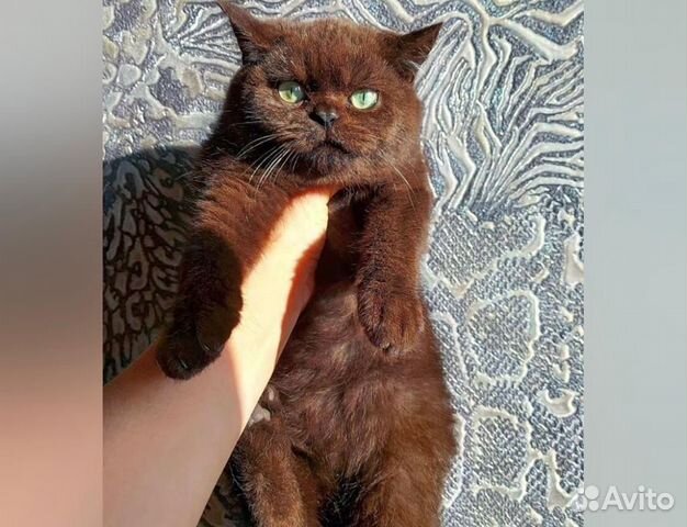 Котенок скотиш страйк