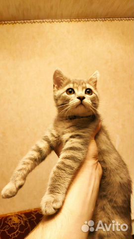 Котята скотиш фолд