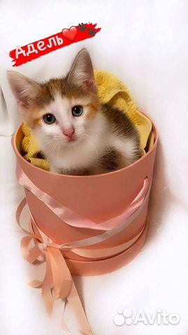 Котёнок Адель