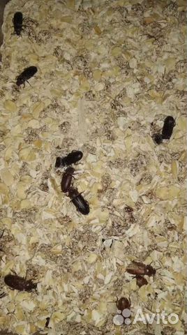 Мучной червь