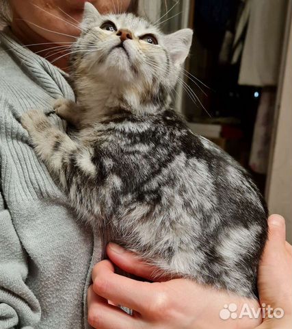 Котенок в добрые руки. Тихая девочка