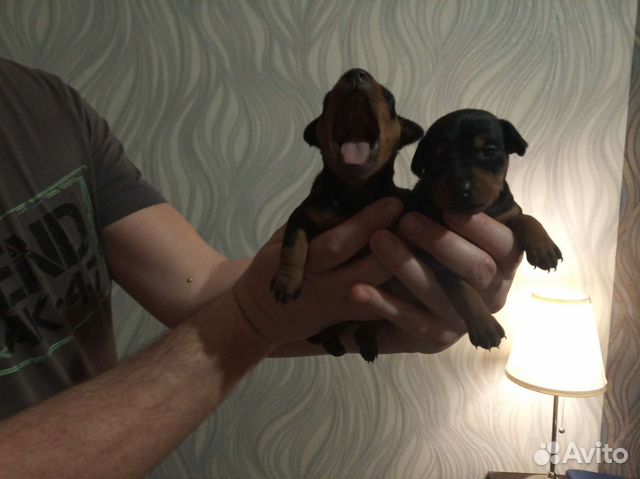 Щенки цвергпинчера