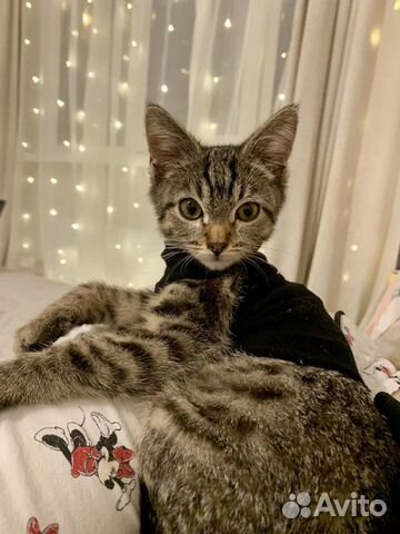 Котенок Джастин в добрые руки