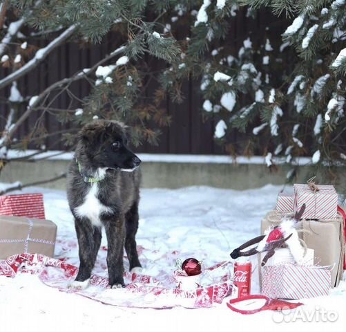 Щенок в добрые руки