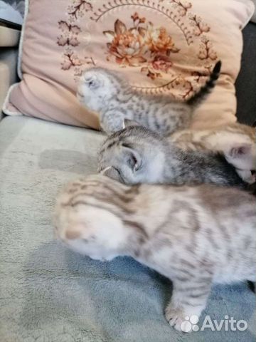 Мраморные британцы котятки
