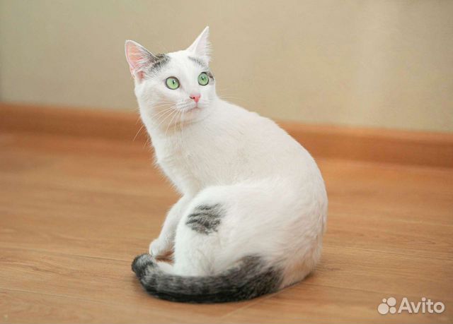 Кошка с нежными лапками
