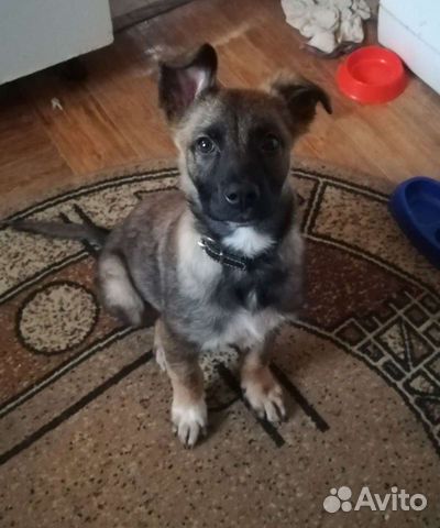 Метис овчарки, очаровательный джентльмен