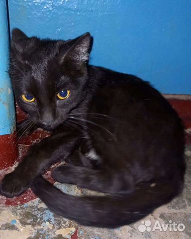 Кошка в дар