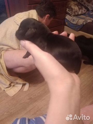 Щенки кокер спаниель руский