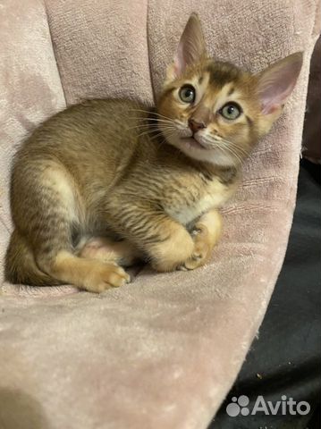 Котенок Метис (Бенгал и Абесин)