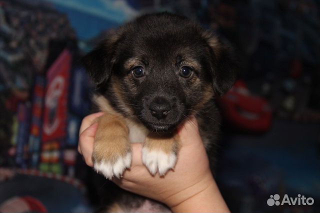 Мелкие собаки