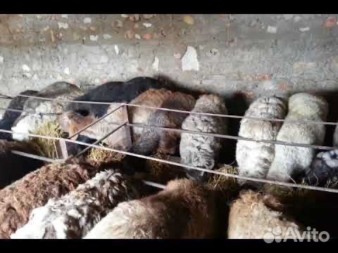 Баранчики на откорме