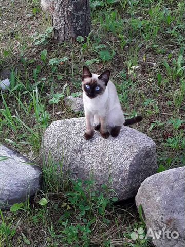 Тайские котята