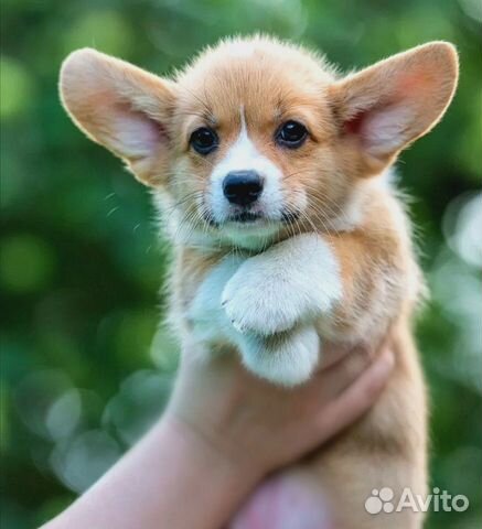 Продаётся девочка вельш корги пемброк