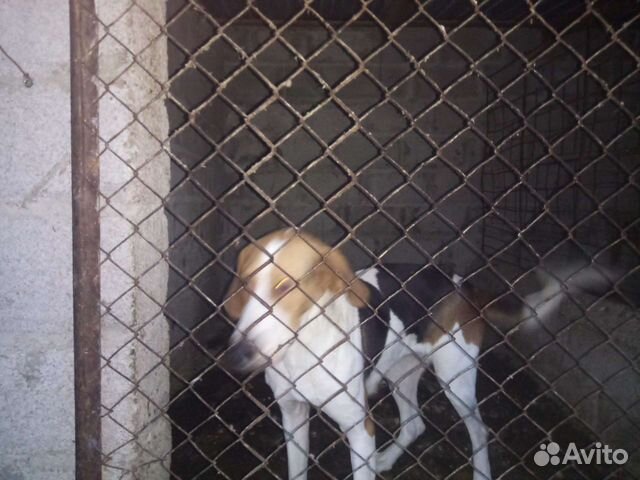 Продажа русская гончая