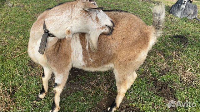 Коза нубийская Альпийские Ламанче Заненские