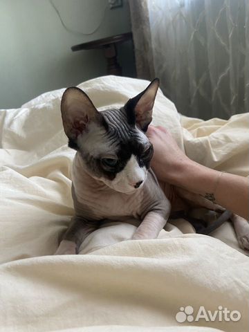 Потерялся котик