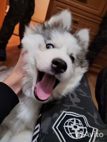 Щенки сибирской хаски