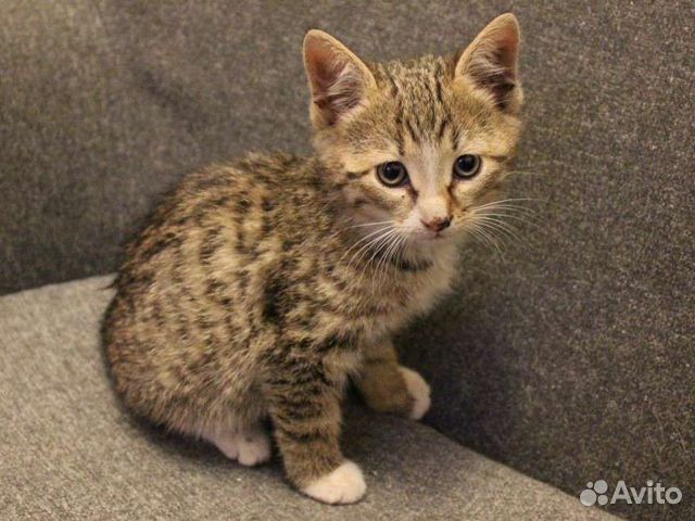 Полосатая котенок девочка ищет дом