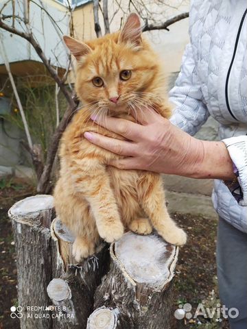 Рыжая красивая кошечка