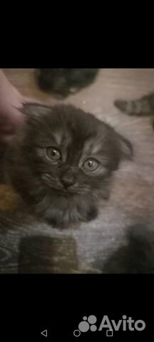 Кошка нибелунг помесь