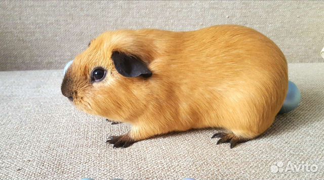 Морская свинка. Мальчик