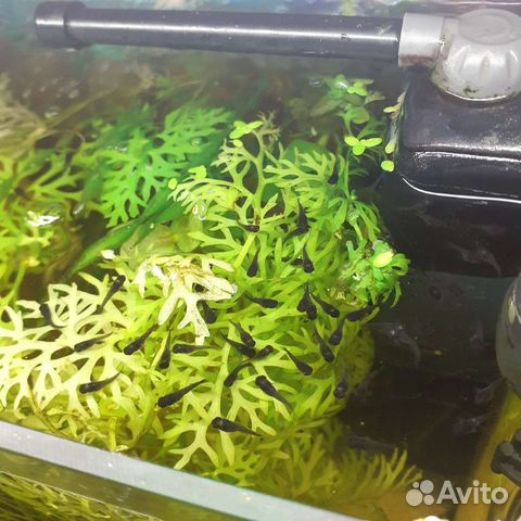 Аквариумное растение