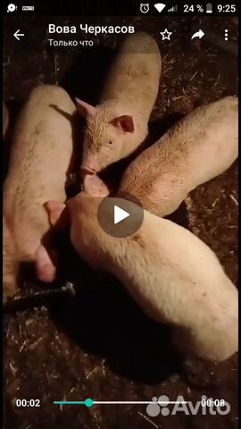 Свиноматка и поросята