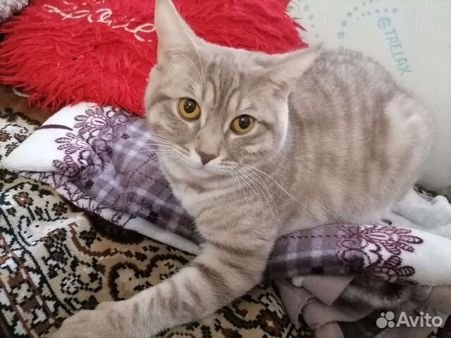 Кошка в дар