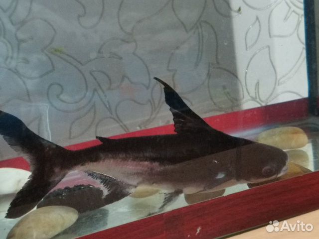 Пангасиус бесплатно