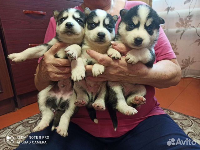 Сибирский хаски