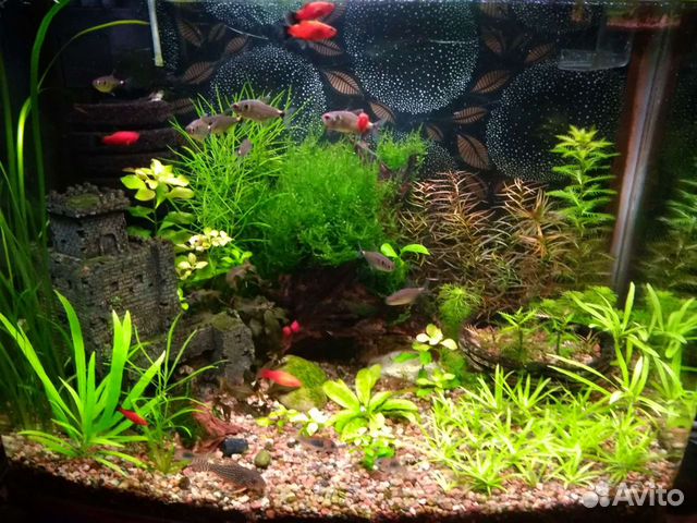 Аквариумная прополка