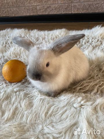 Декоративный Карликовый вислоухий кролик