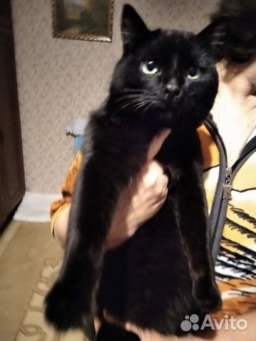 Черный котенок,покусанный собаками на усыпление