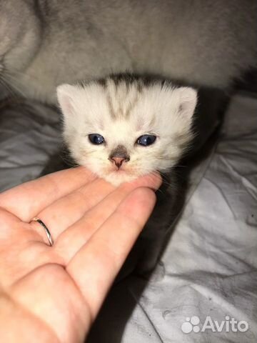 Котенок серебристая шиншилла