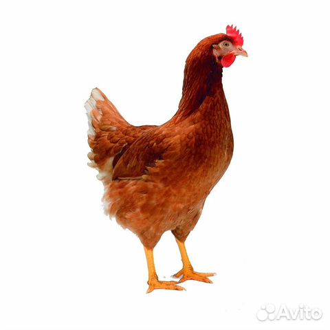 Курочки несушки Ломан Браун