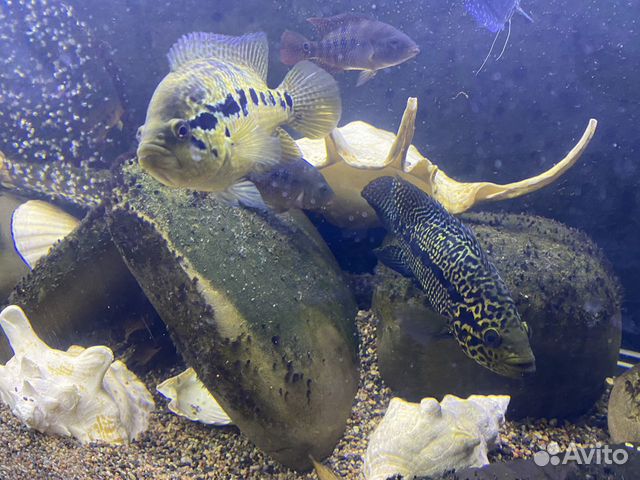 Цихлазома манагуанская, цихлазома бражник, полипте