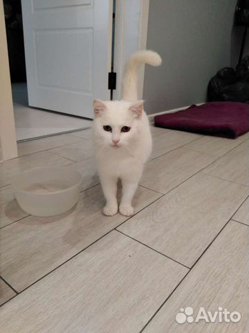 Кошка в дар