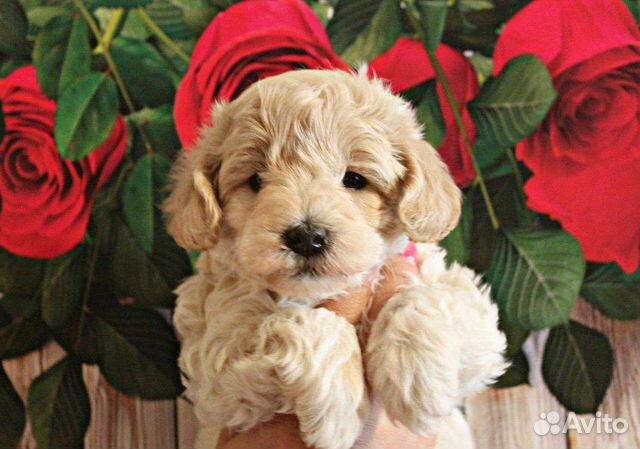 Мальтипу miniF1